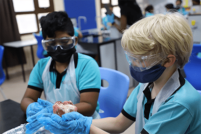 Year 6 Heart Dissection