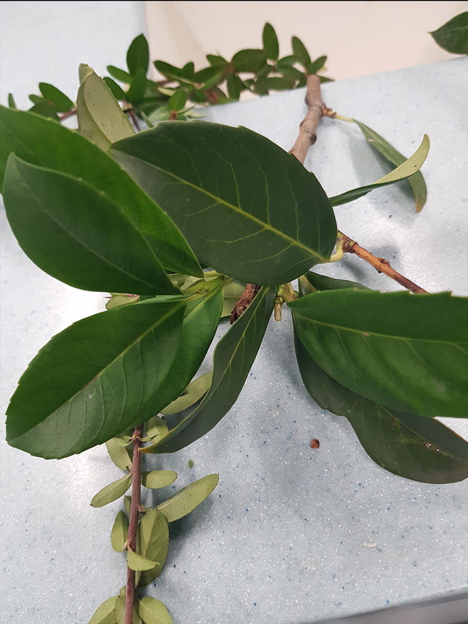 Year 9 Learning About Plants