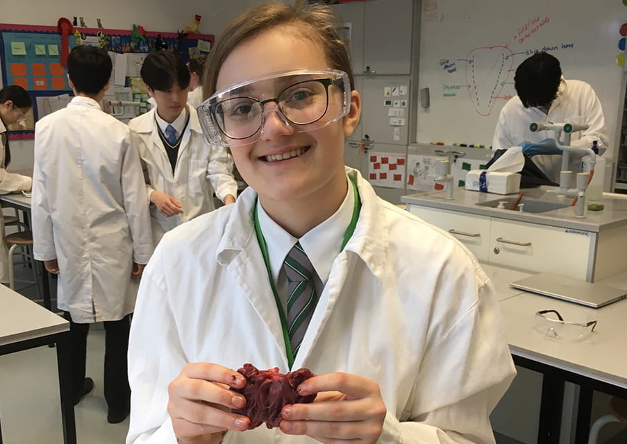 Year 10 heart dissections
