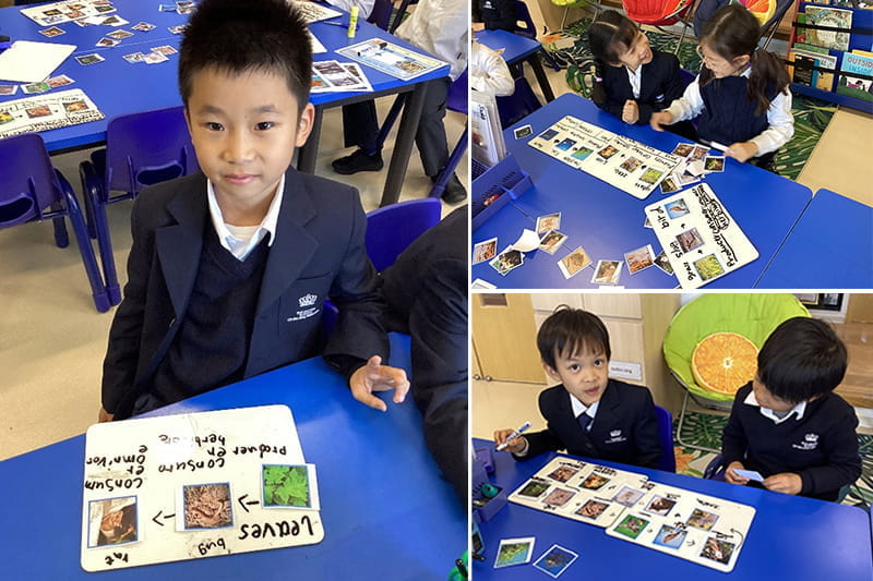 Food Chain Frenzy! | BSB Sanlitun