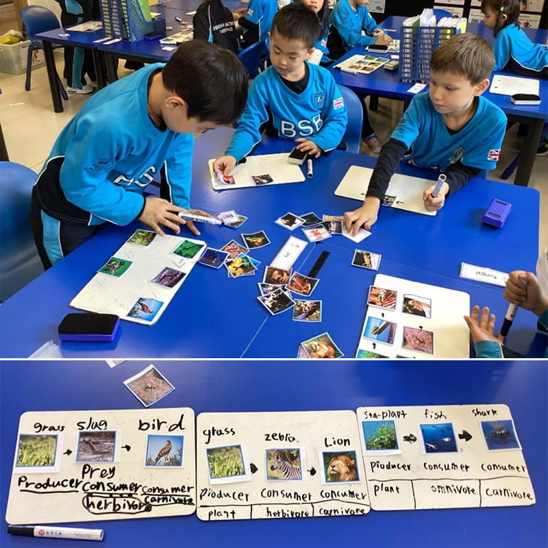 Food Chain Frenzy! | BSB Sanlitun